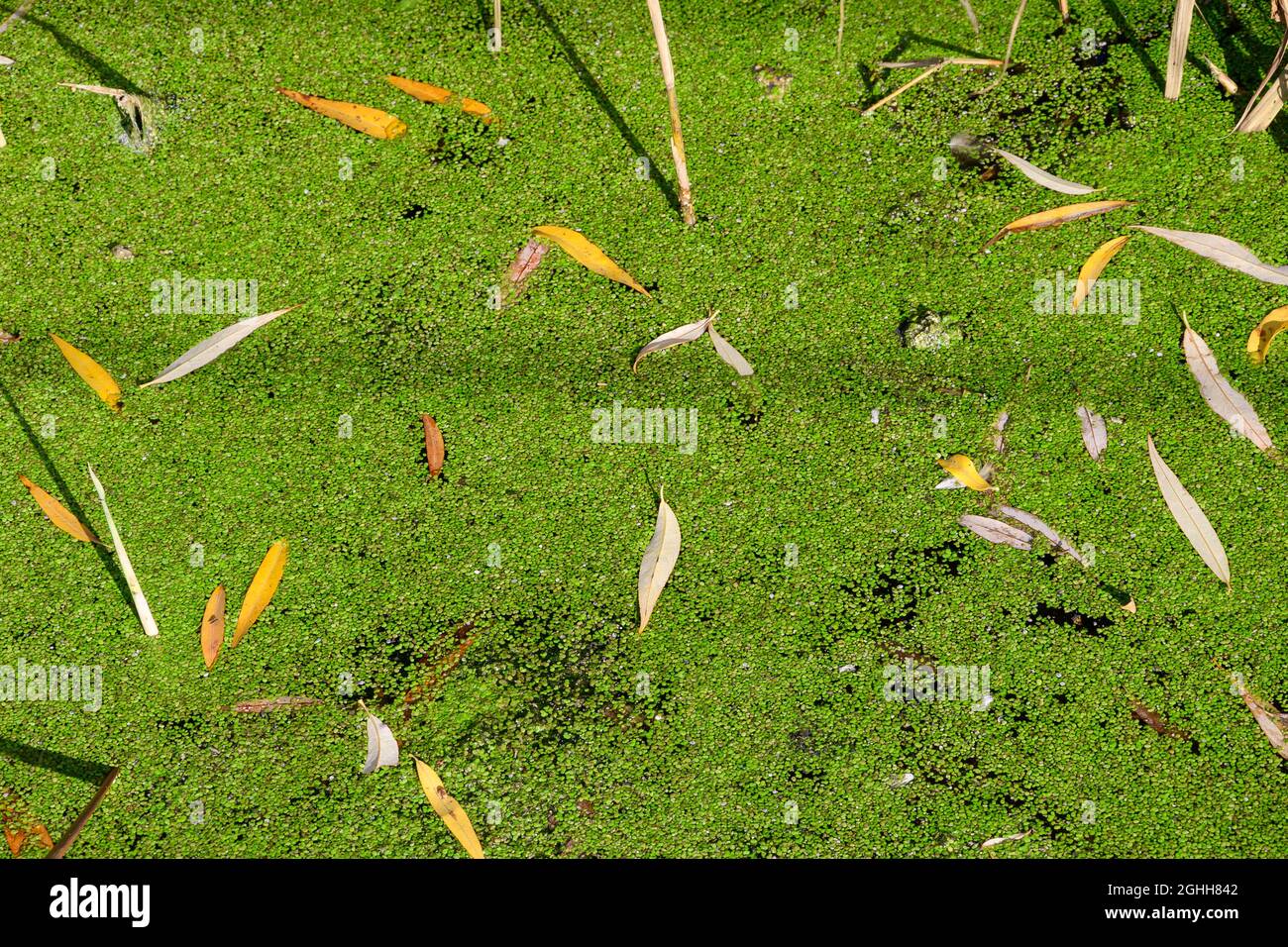 Tina moss hi-res stock photography and images - Alamy