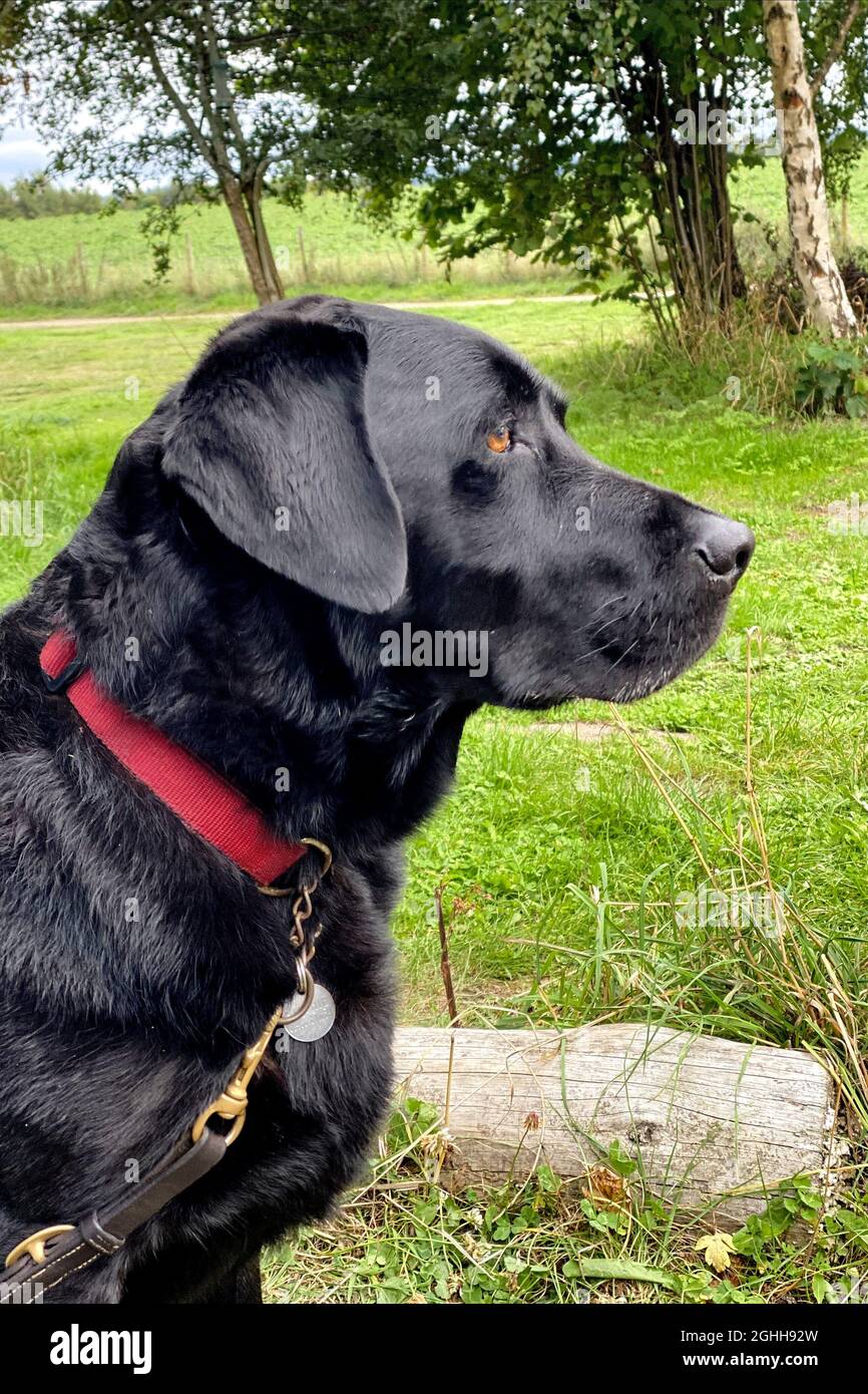 Black labrador max hi-res stock photography and images - Alamy
