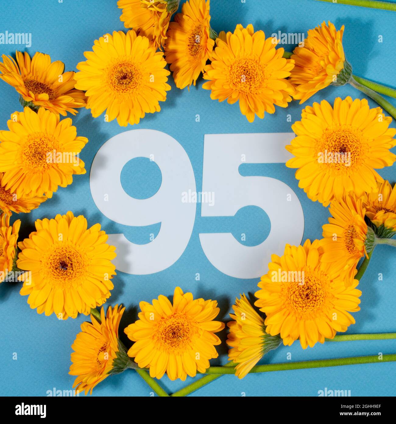 Number 95 surrounded with yellow gerbera flowers on blue background ...