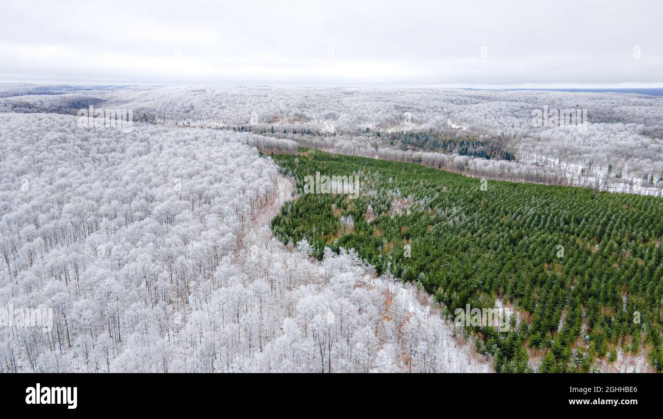 Aerial view of a half green half snowy forest Stock Photo - Alamy