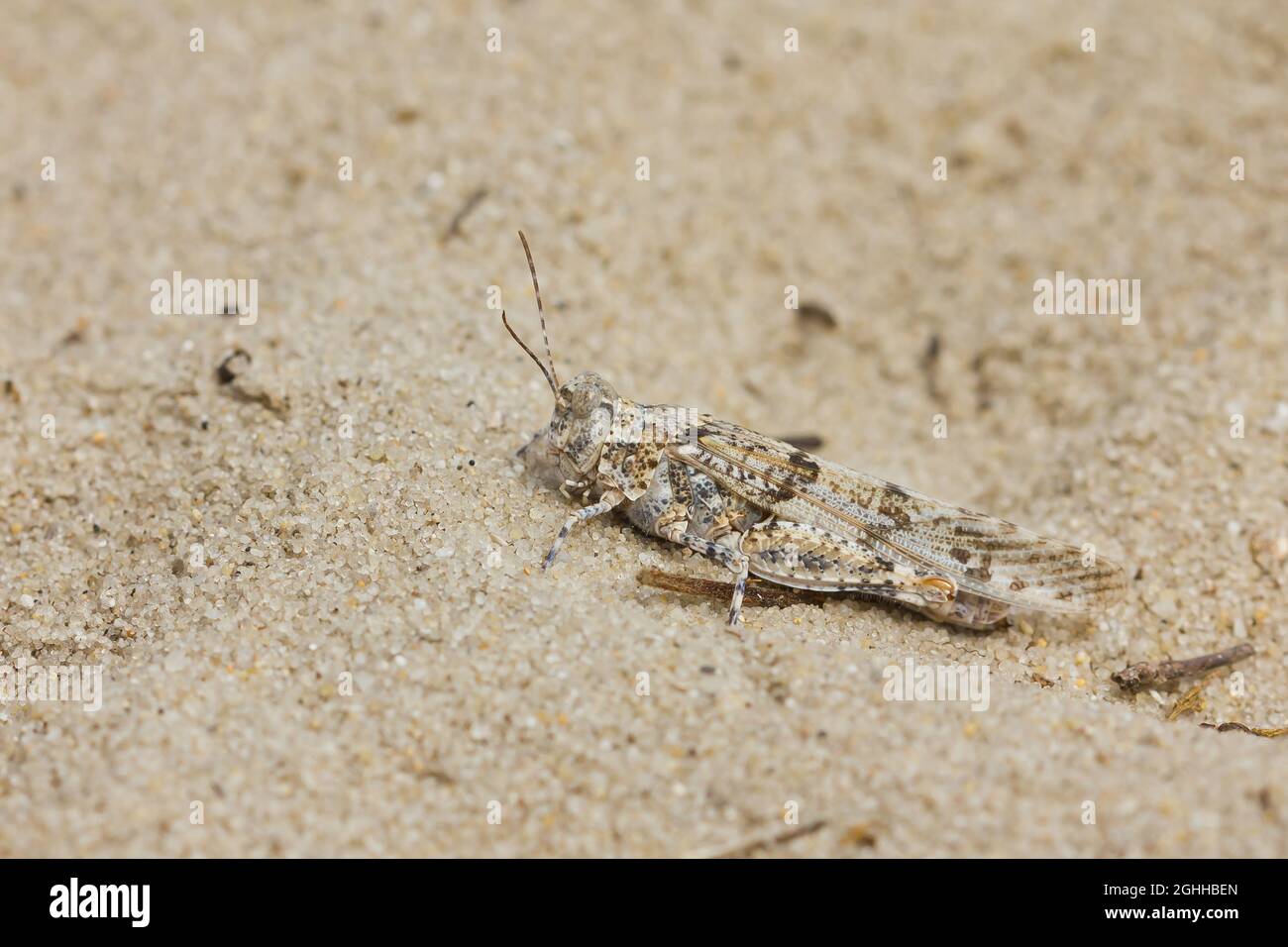 Grasshopper camouflaged on the sand with the same color Stock Photo - Alamy