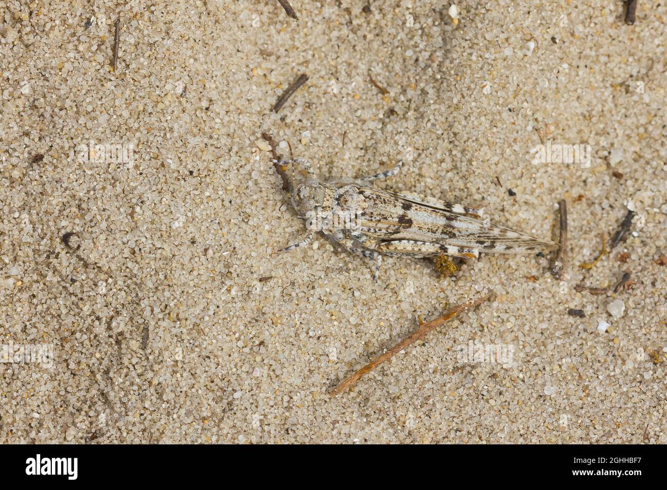 Grasshopper camouflaged on the sand with the same color Stock Photo - Alamy
