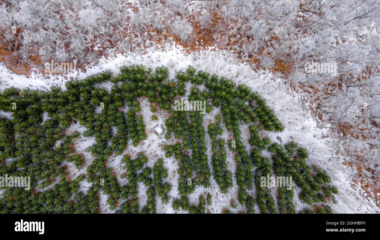 Aerial view of a half green half snowy forest Stock Photo - Alamy