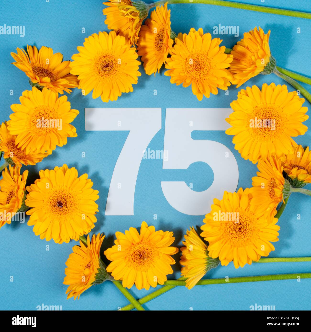 Number 75 surrounded with yellow gerbera flowers on blue background ...