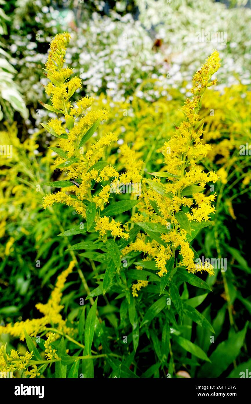 Canada goldenrod or Canadian goldenrod (Solidago canadensis Stock Photo ...