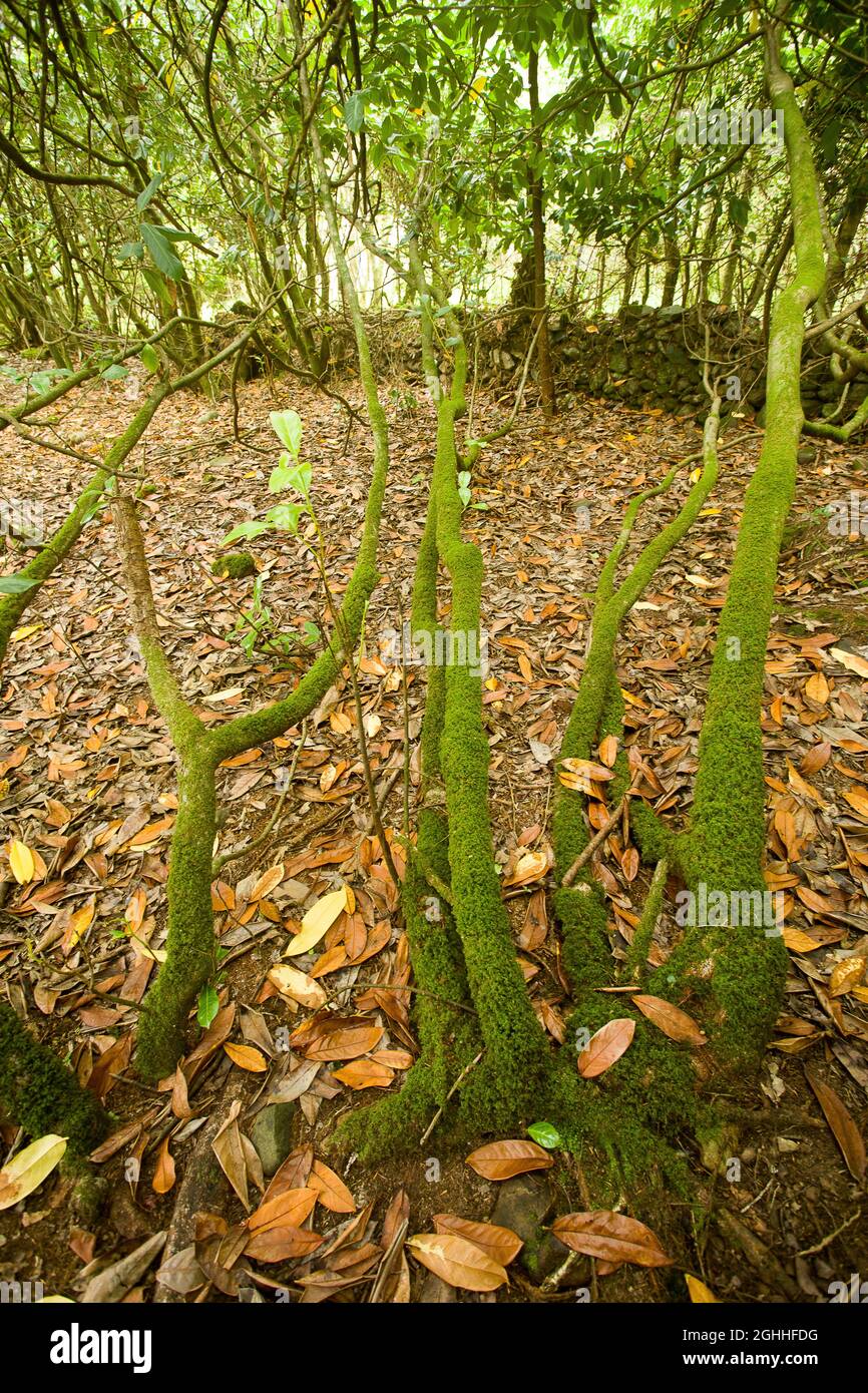 Dead branches and leaves hi-res stock photography and images - Alamy