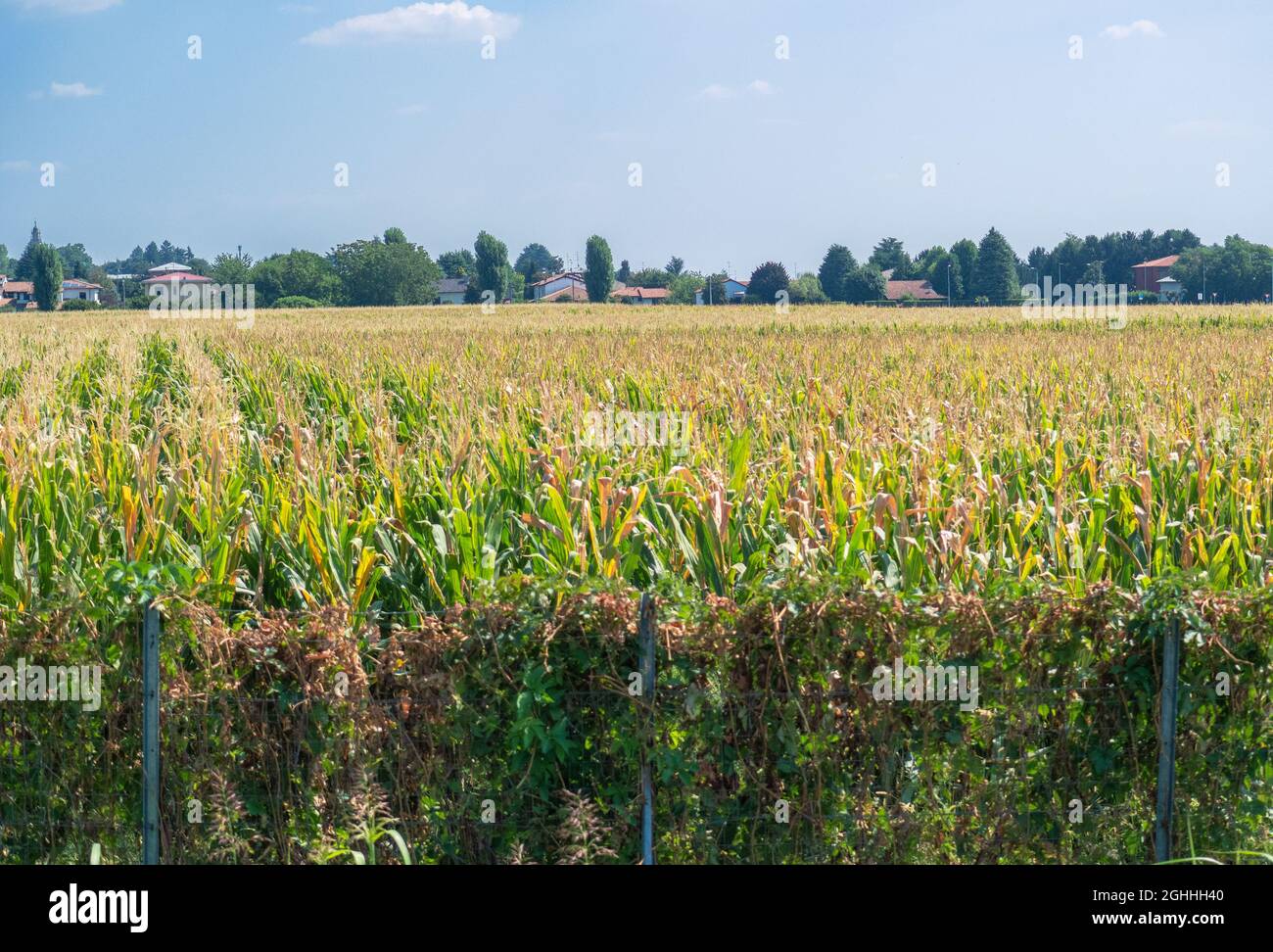 Cornfield full cobs harvest hi-res stock photography and images - Alamy