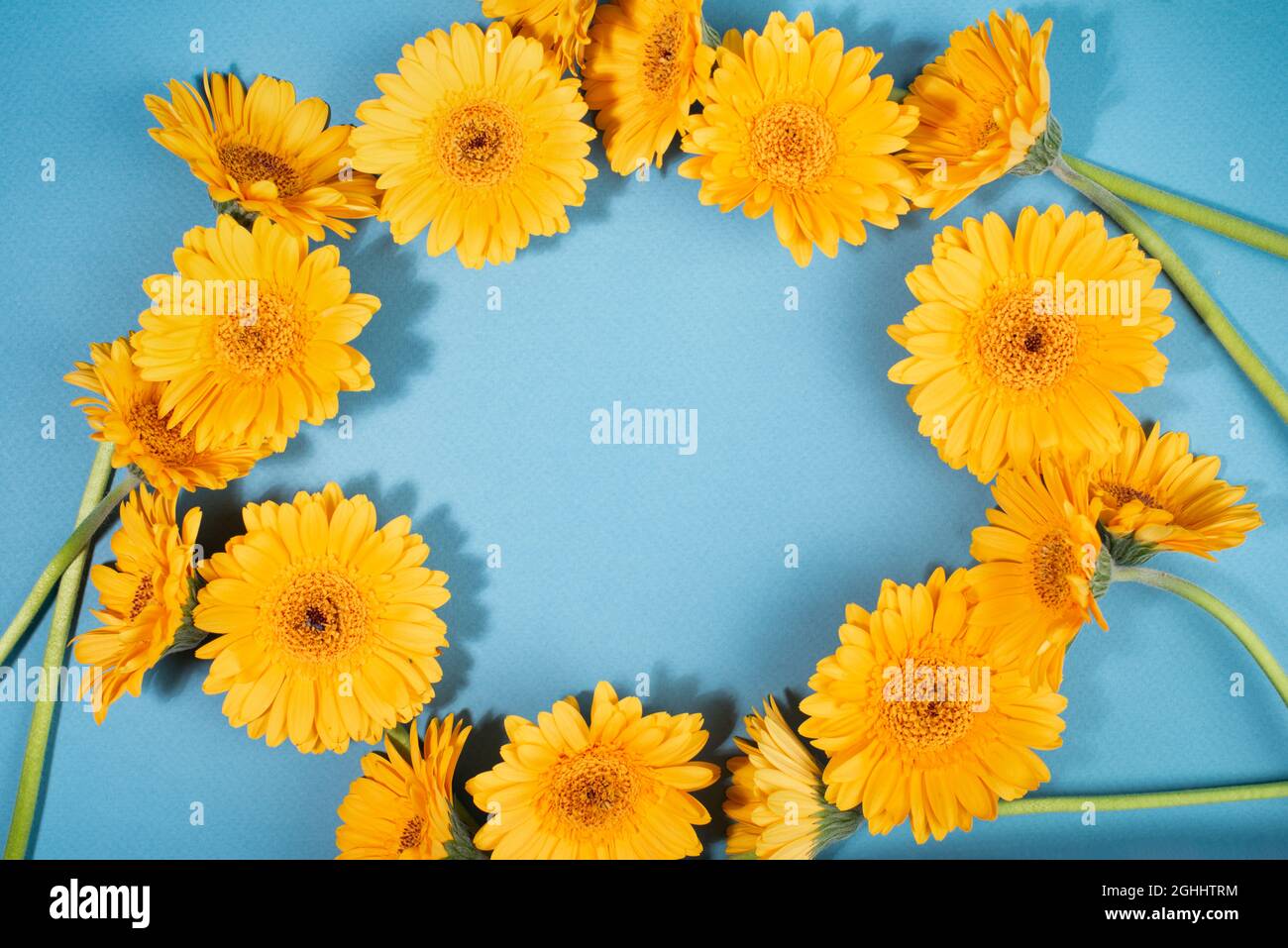 Yellow gerbera flowers frame on blue background Stock Photo - Alamy