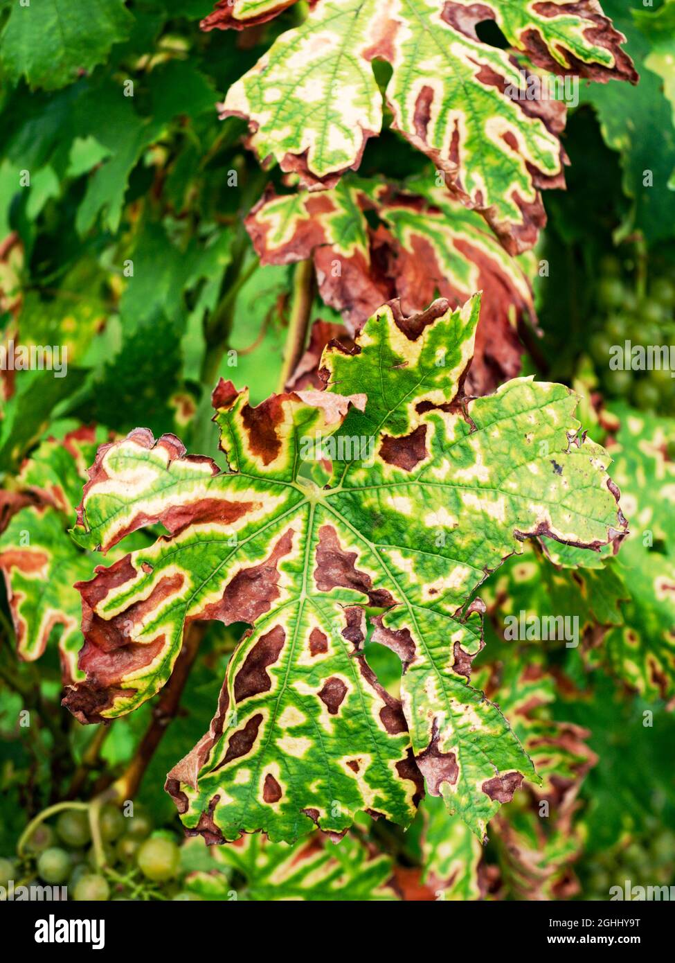 Mildew parasite infected vines plants. Leaves affected by disease. The ...