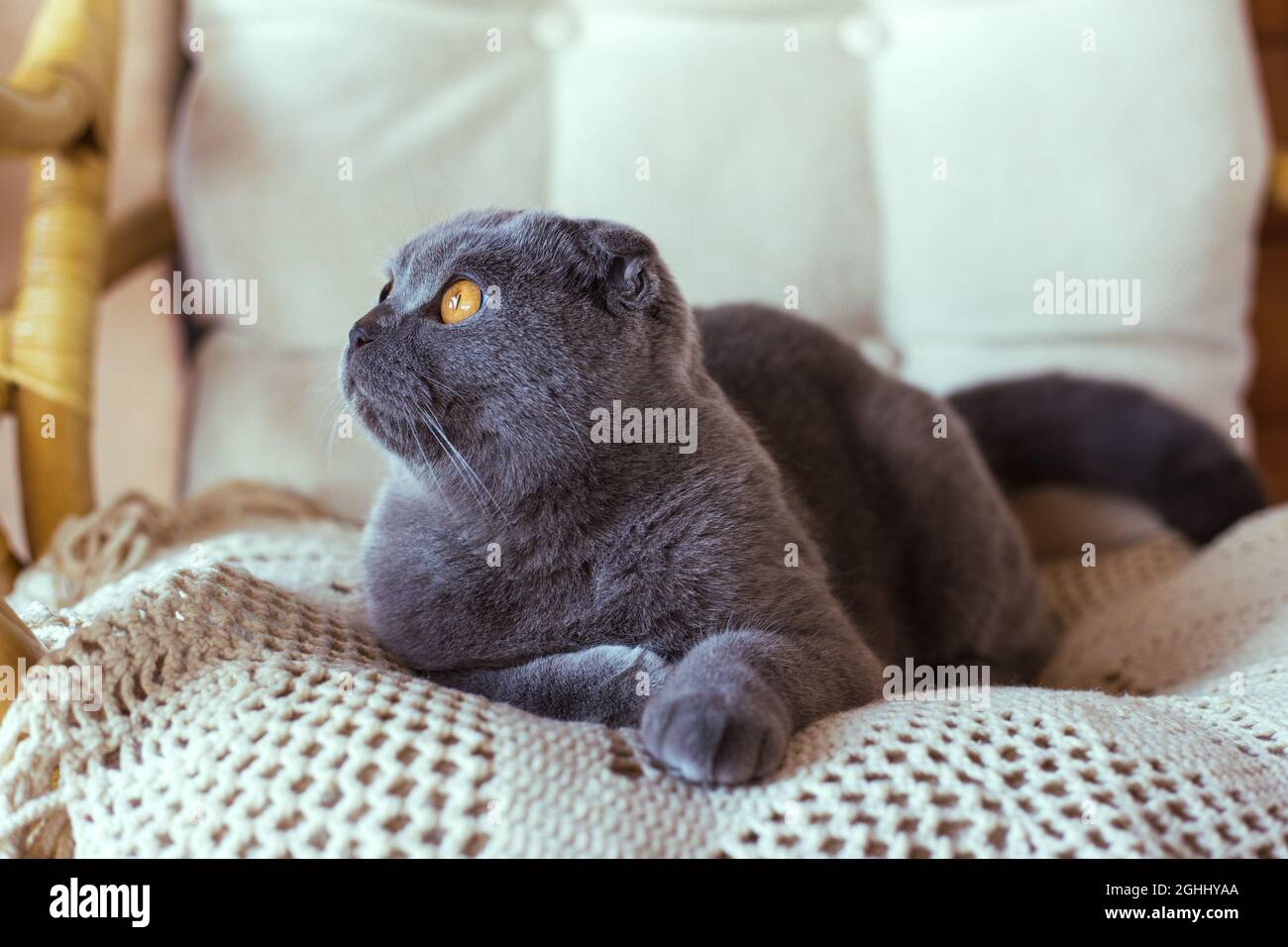 Gray scottish fold cat sitting on a chair Stock Photo - Alamy