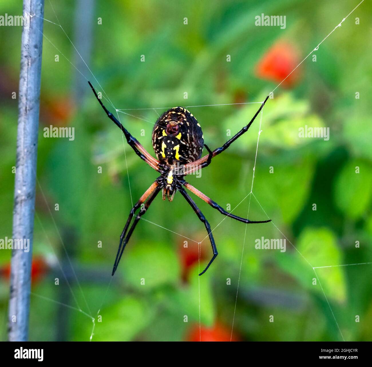 Spider web with zigzag hi-res stock photography and images - Alamy