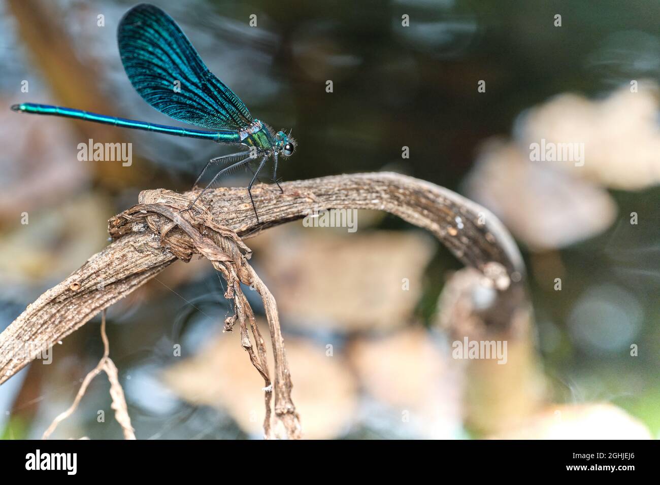 Riverside bugs hi-res stock photography and images - Alamy