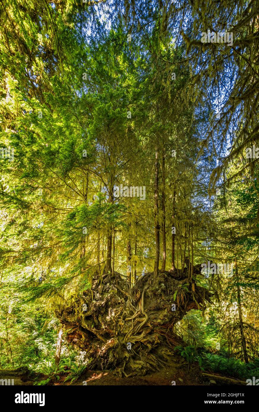 Young trees growing on a dead old tree in the Hoh rainforest Stock ...
