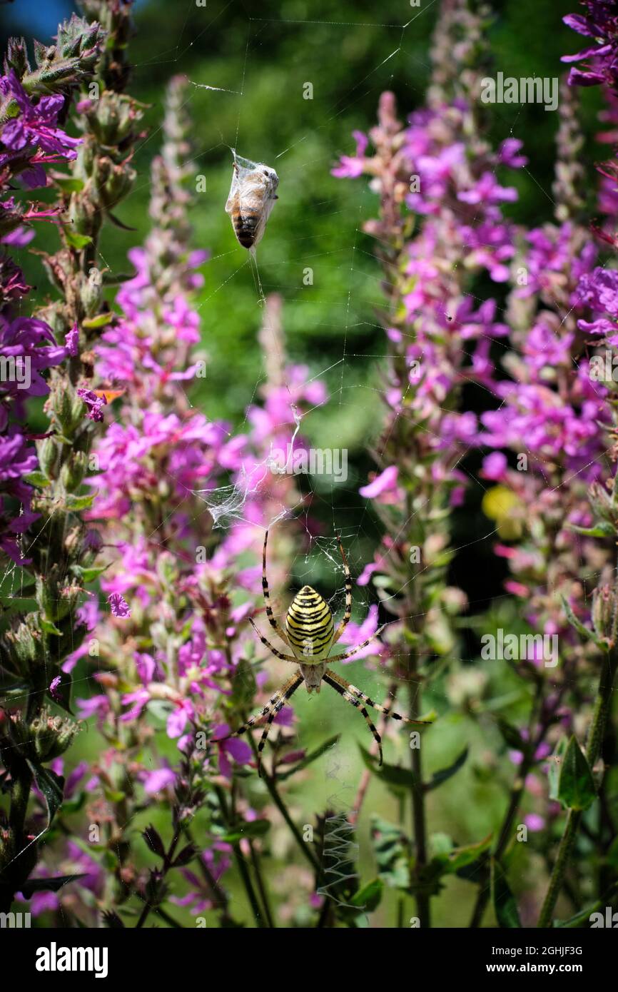 Bee caught in spiders web hi-res stock photography and images - Alamy