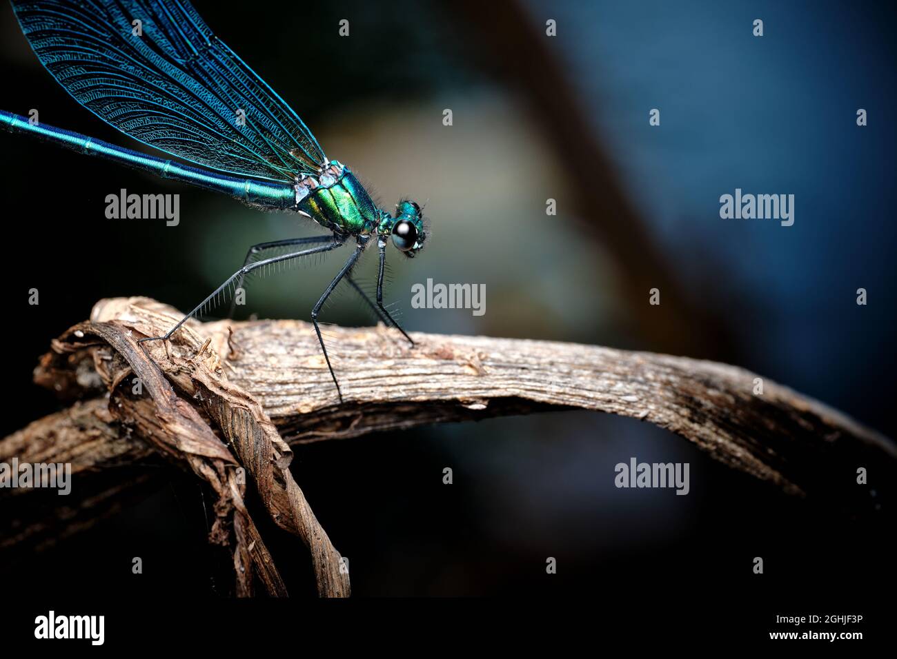 Flying insects hi-res stock photography and images - Alamy