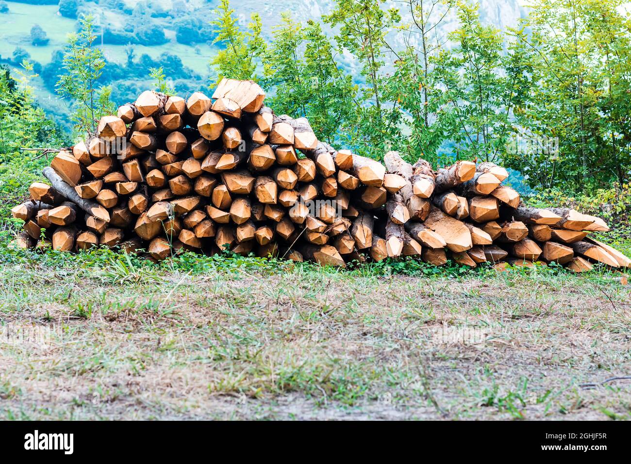 Landscape of a pile of cut and sharpened wooden logs for use in farm or ...