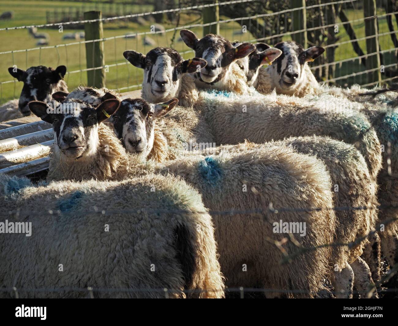 hardy black-faced sheep with rugged thick woolly fleeces lined up in a ...