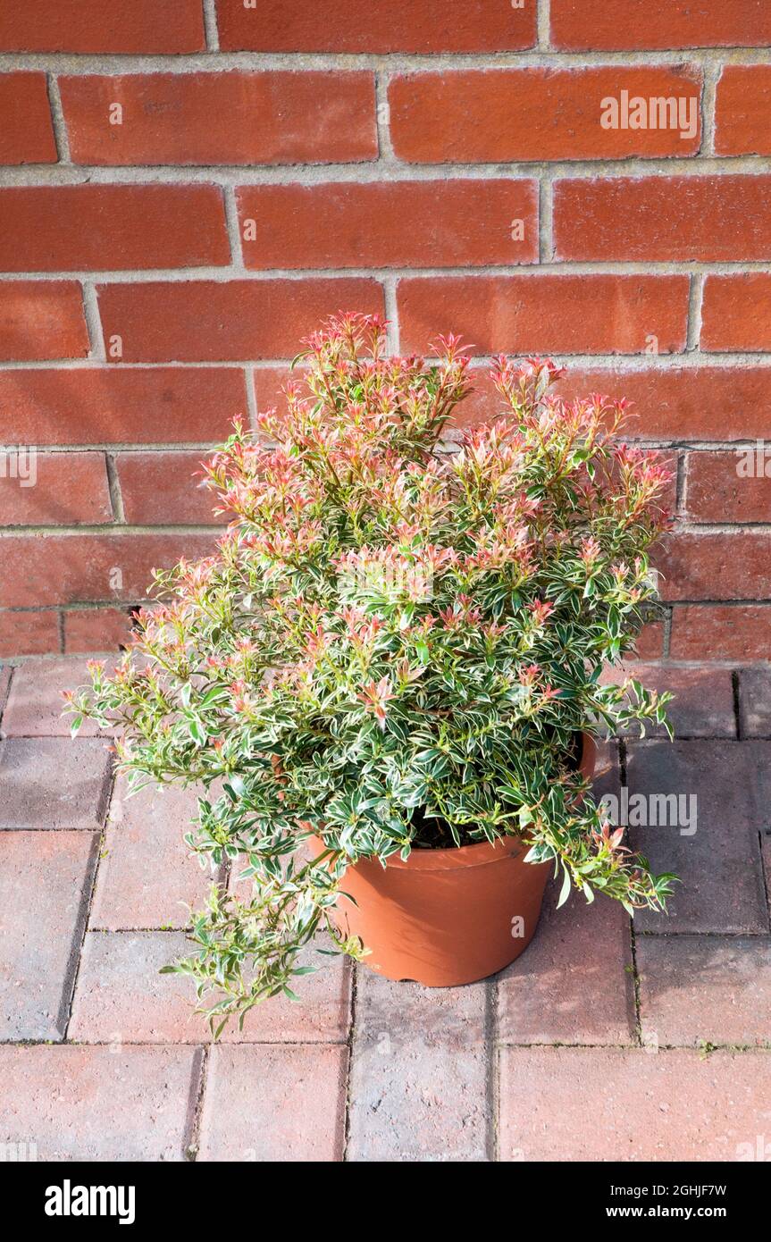 Pieris japonica in container hi-res stock photography and images - Alamy