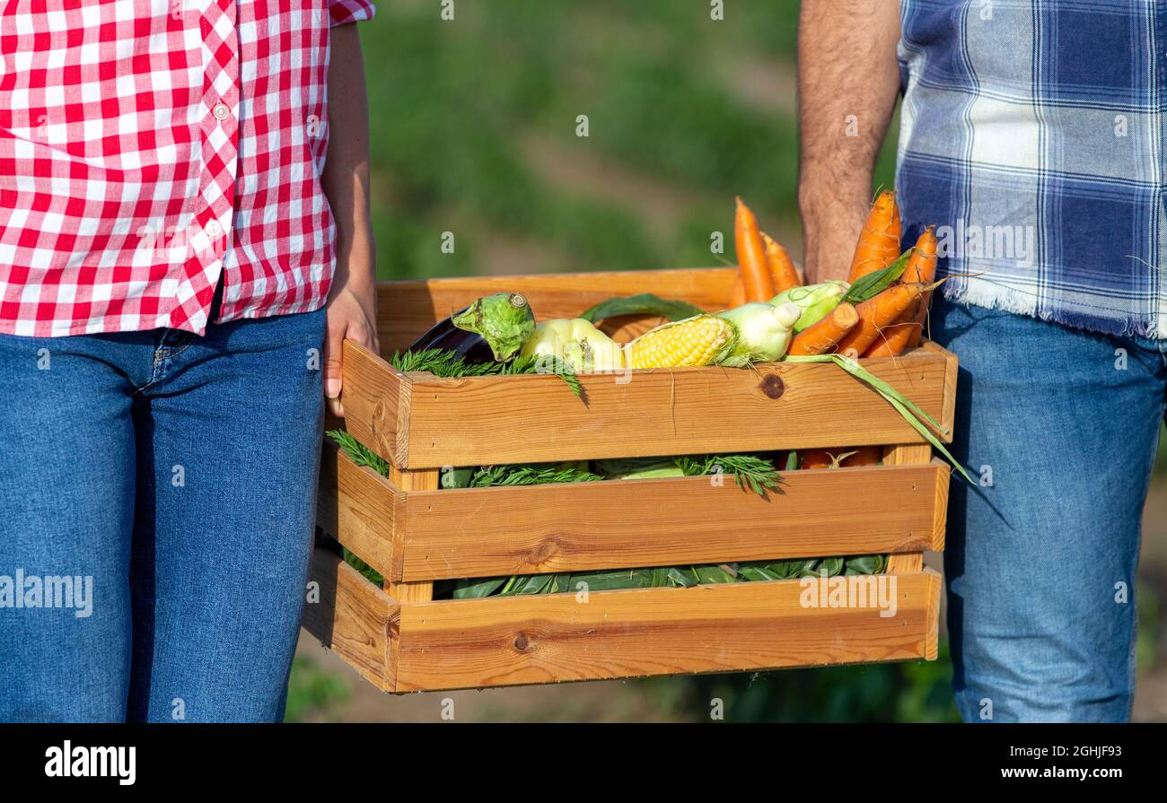Close up female and male farmers hands carrying wooden crate full of ...