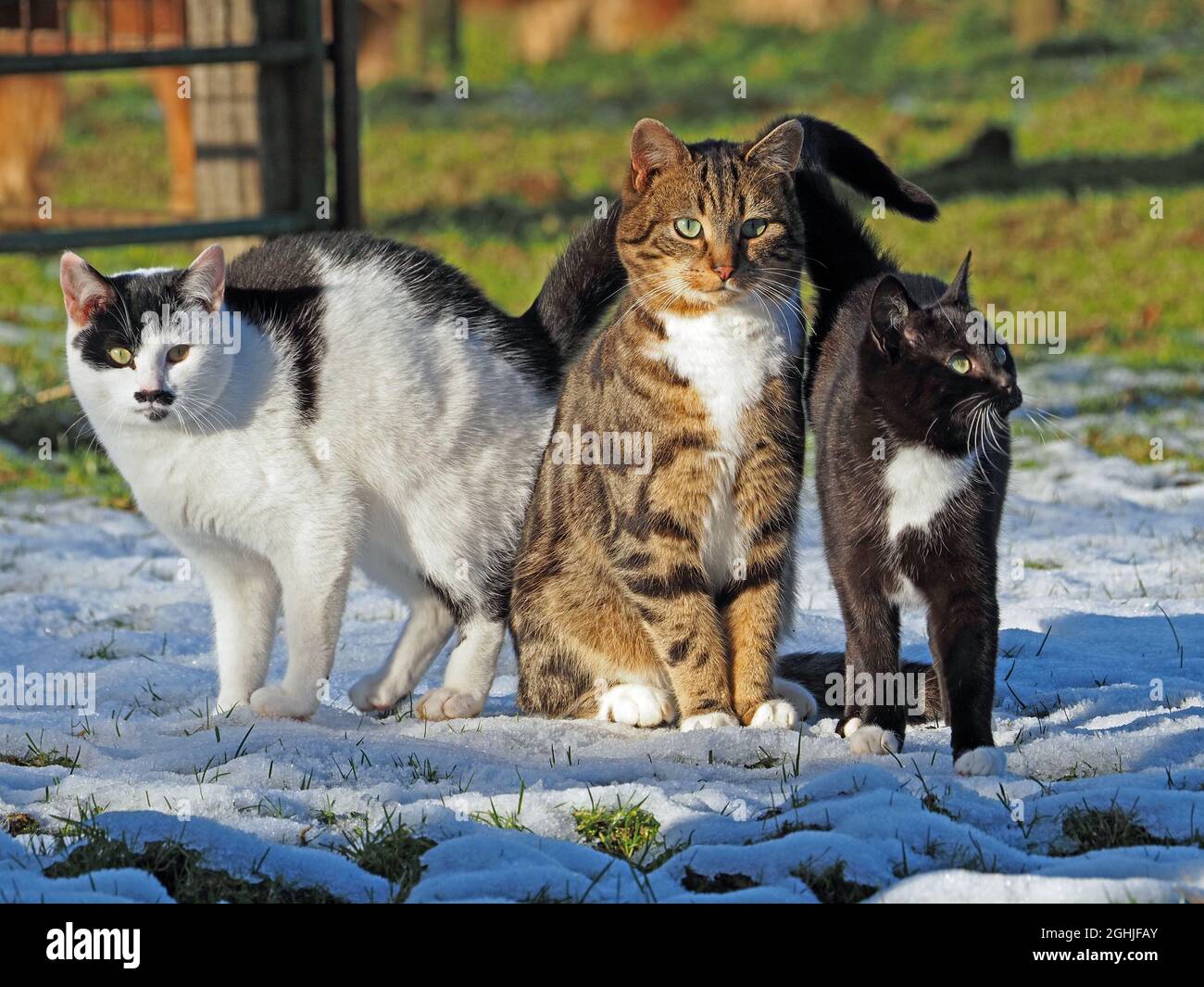 three diverse farm cats sitting together in snowy paddock in Winter in ...