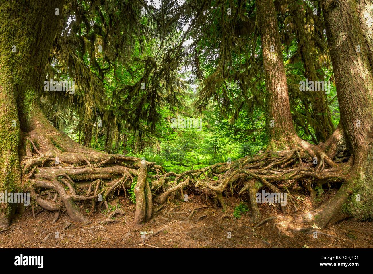 Intertwined roots of twol old trees in the Hoh rainforest Stock Photo ...