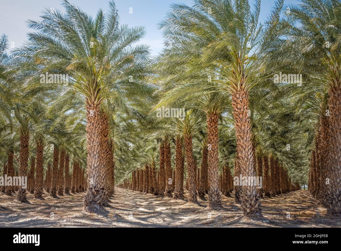 Pathways In A Palm Tree Forest Stock Photo - Alamy