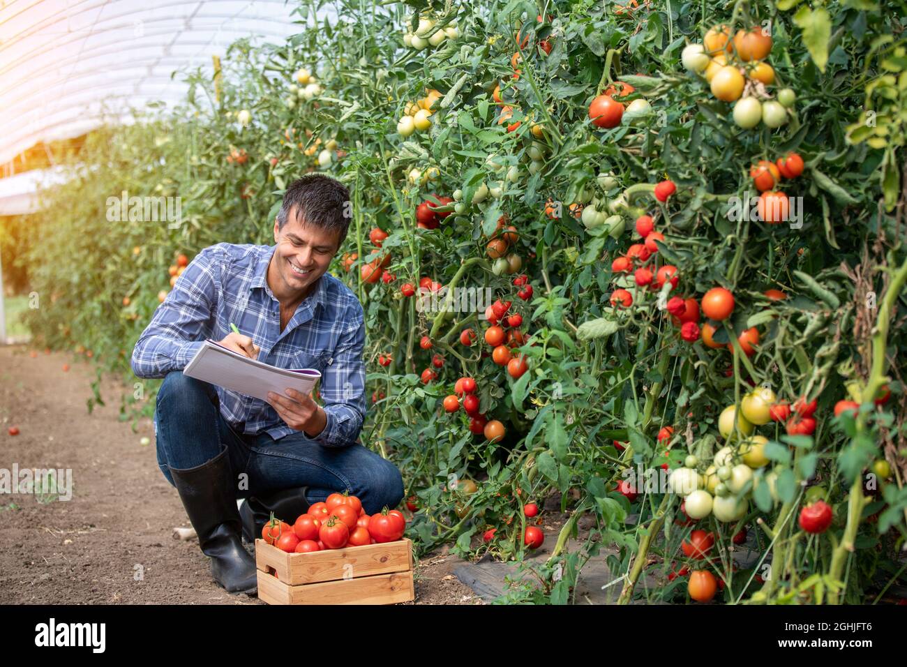 Male farmer monitoring tomato plants in greenhouse smiling. Agronomist ...