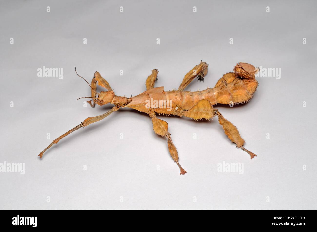 Female Macleay's Spectre, Extatosoma tiaratum, on a white background ...