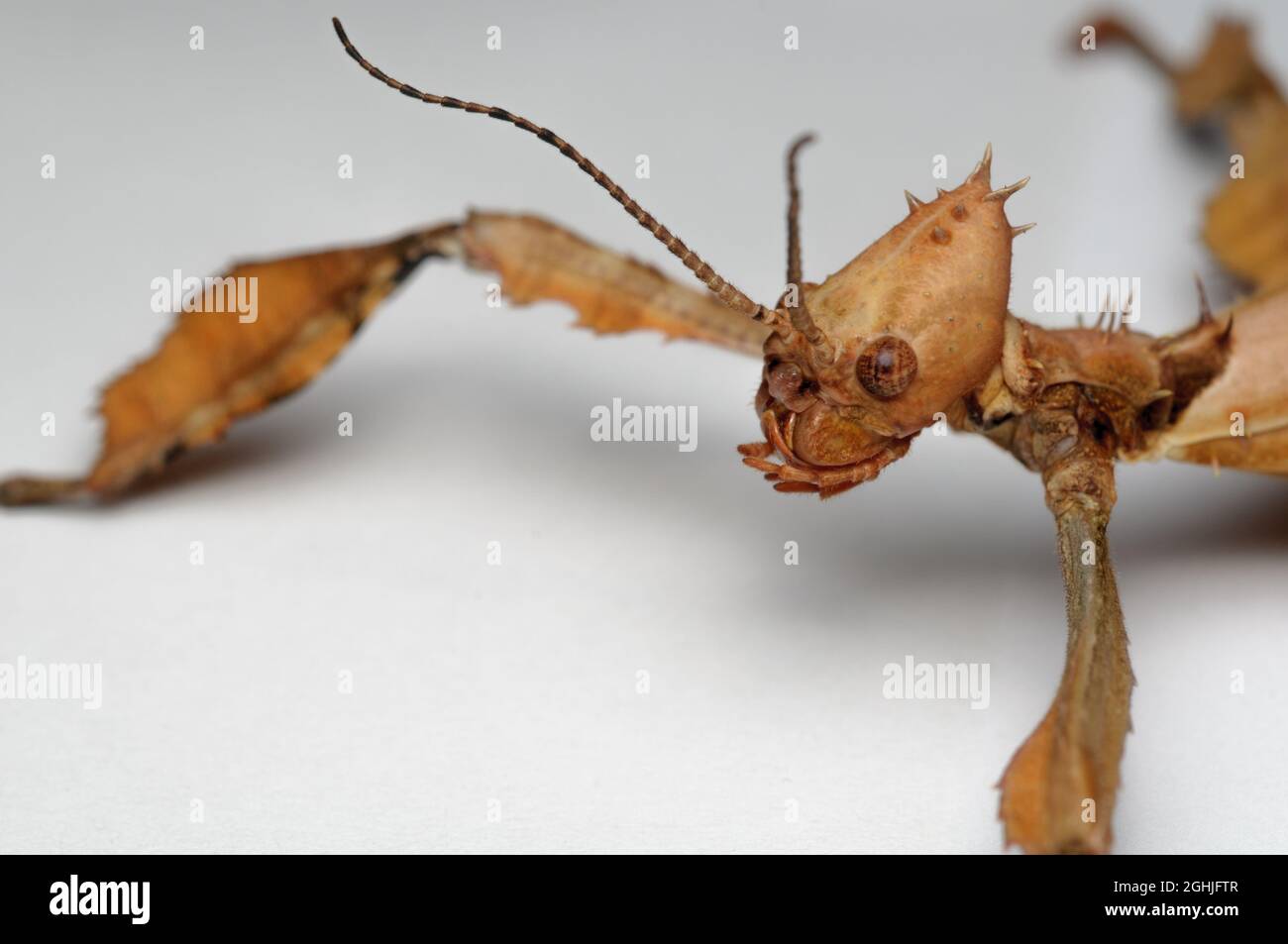 Female Macleay's Spectre, Extatosoma tiaratum, on a white background ...