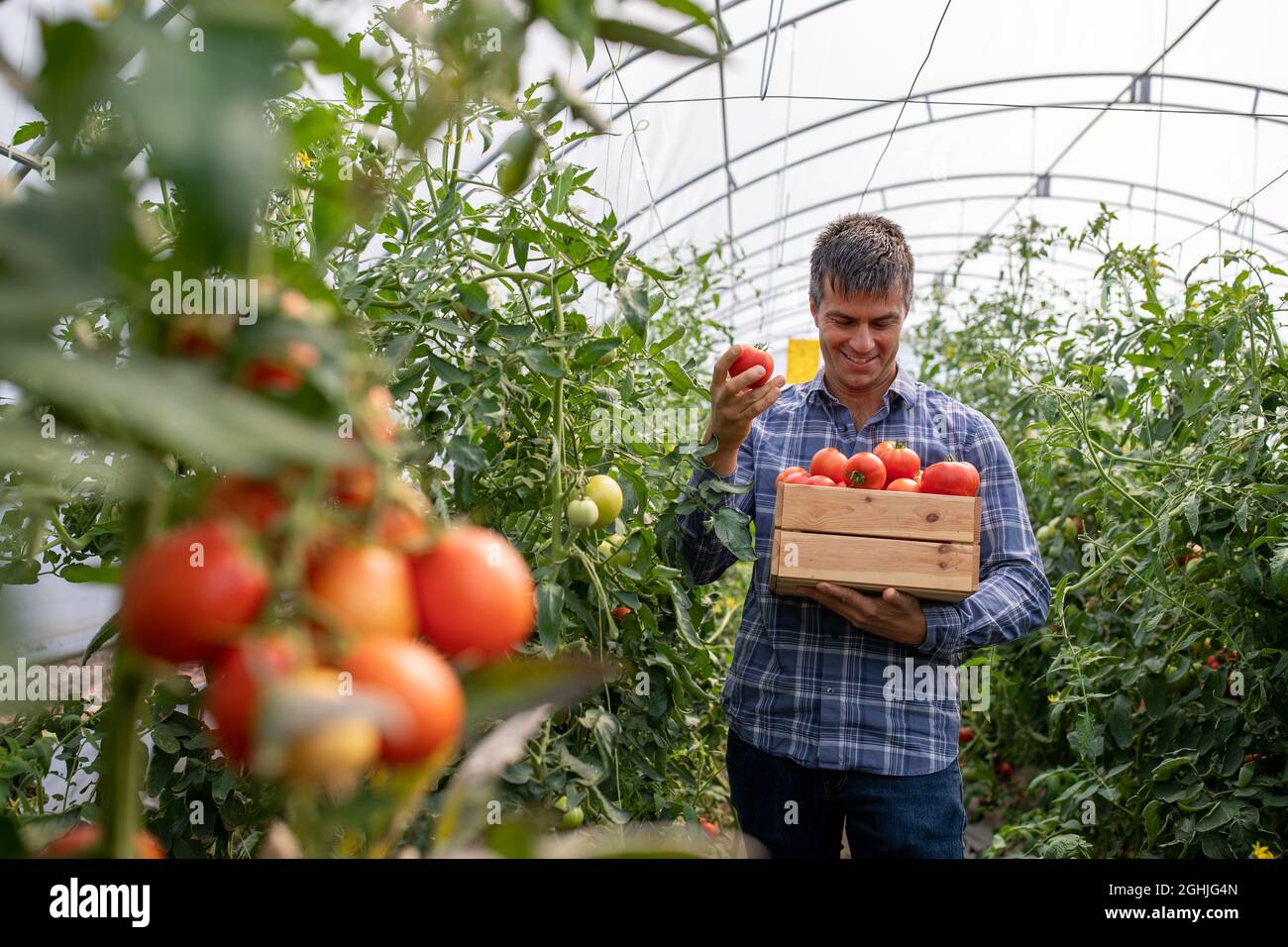 Male farmer woking picking ripe tomatos among tall plants in greenhouse ...