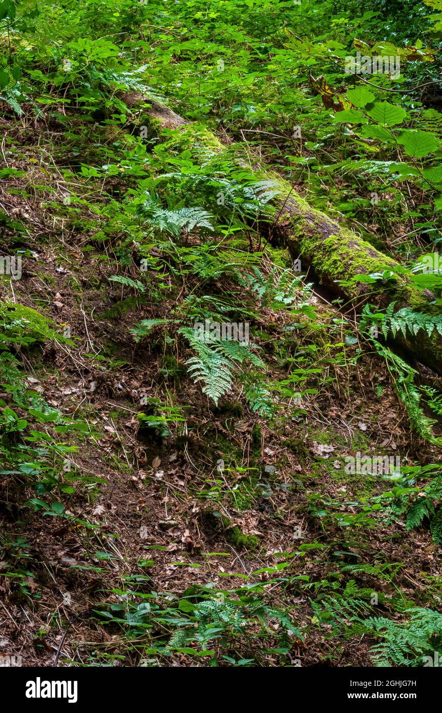 Leeshall wood hi-res stock photography and images - Alamy