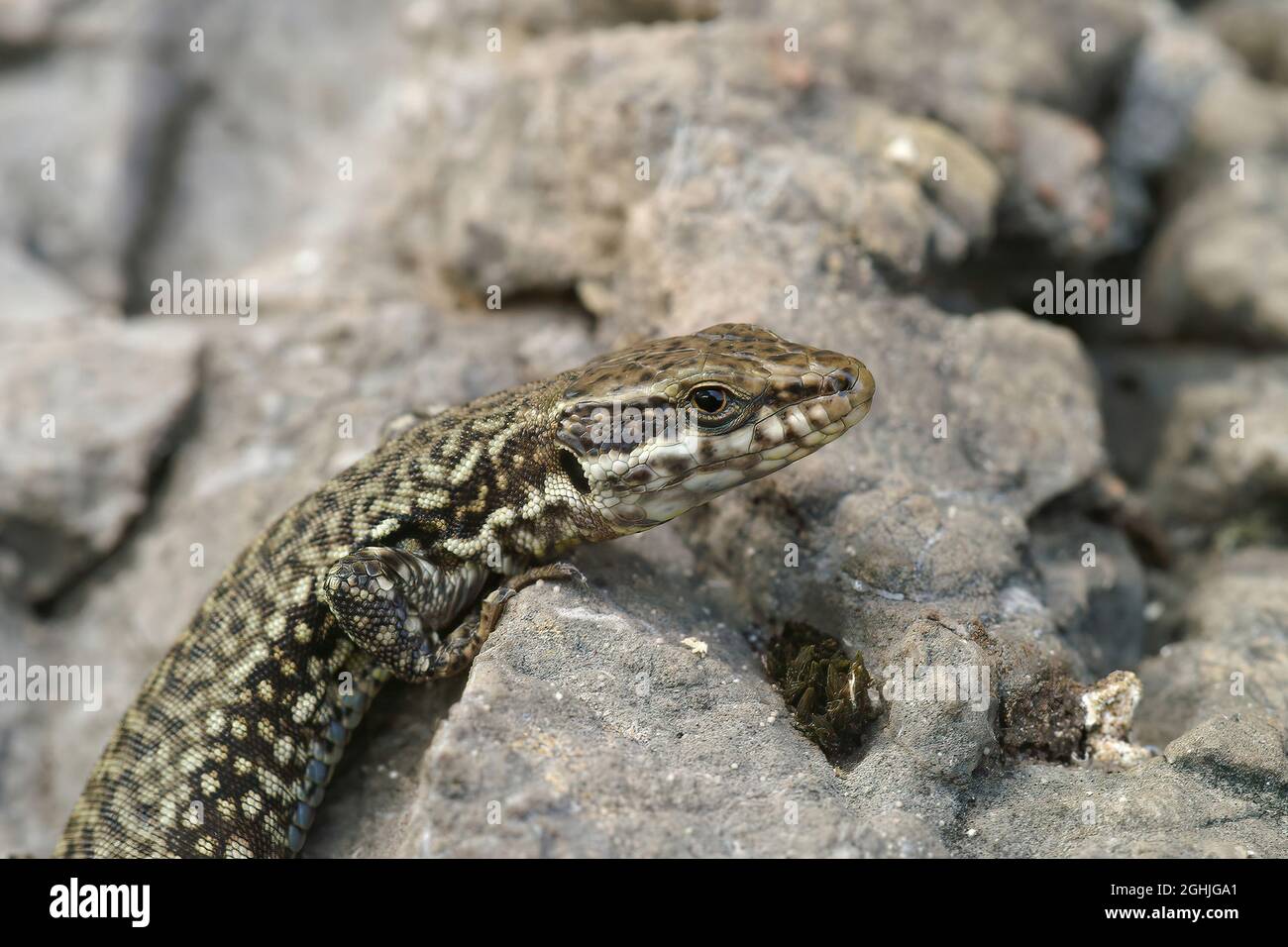 Closeup on an adult European Wall lizard, Podarcis muralis Stock Photo ...