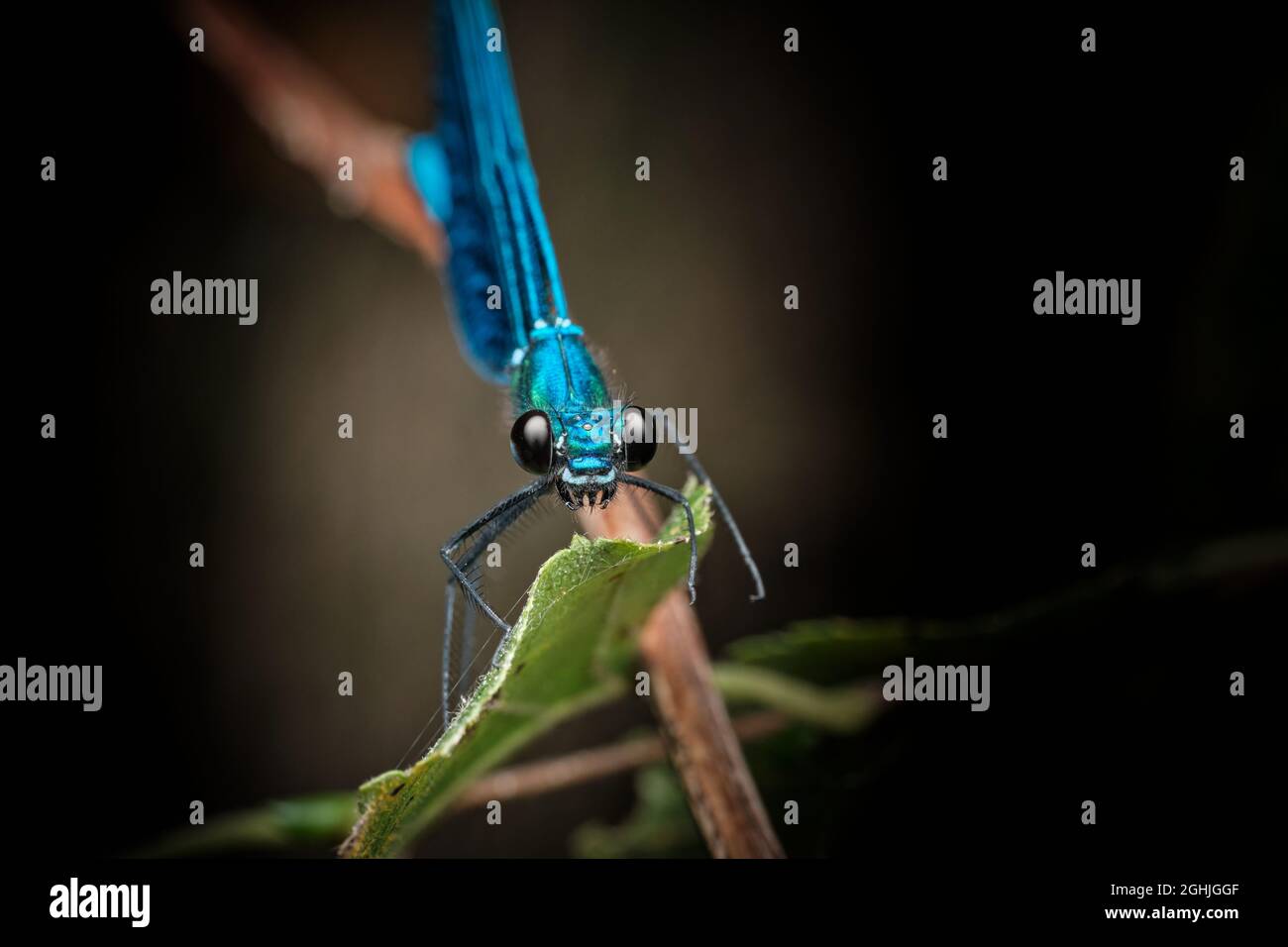 Riverside bugs hi-res stock photography and images - Alamy
