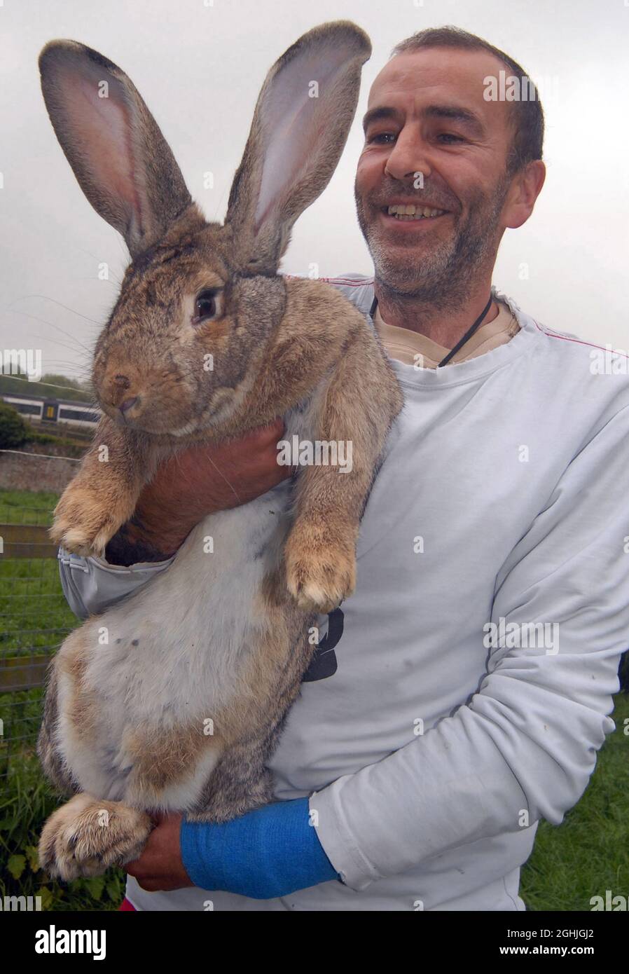 STEVE HAMILTON WITH SUPER BUNNY PIC MIKE WALKER, 2009 Stock Photo - Alamy