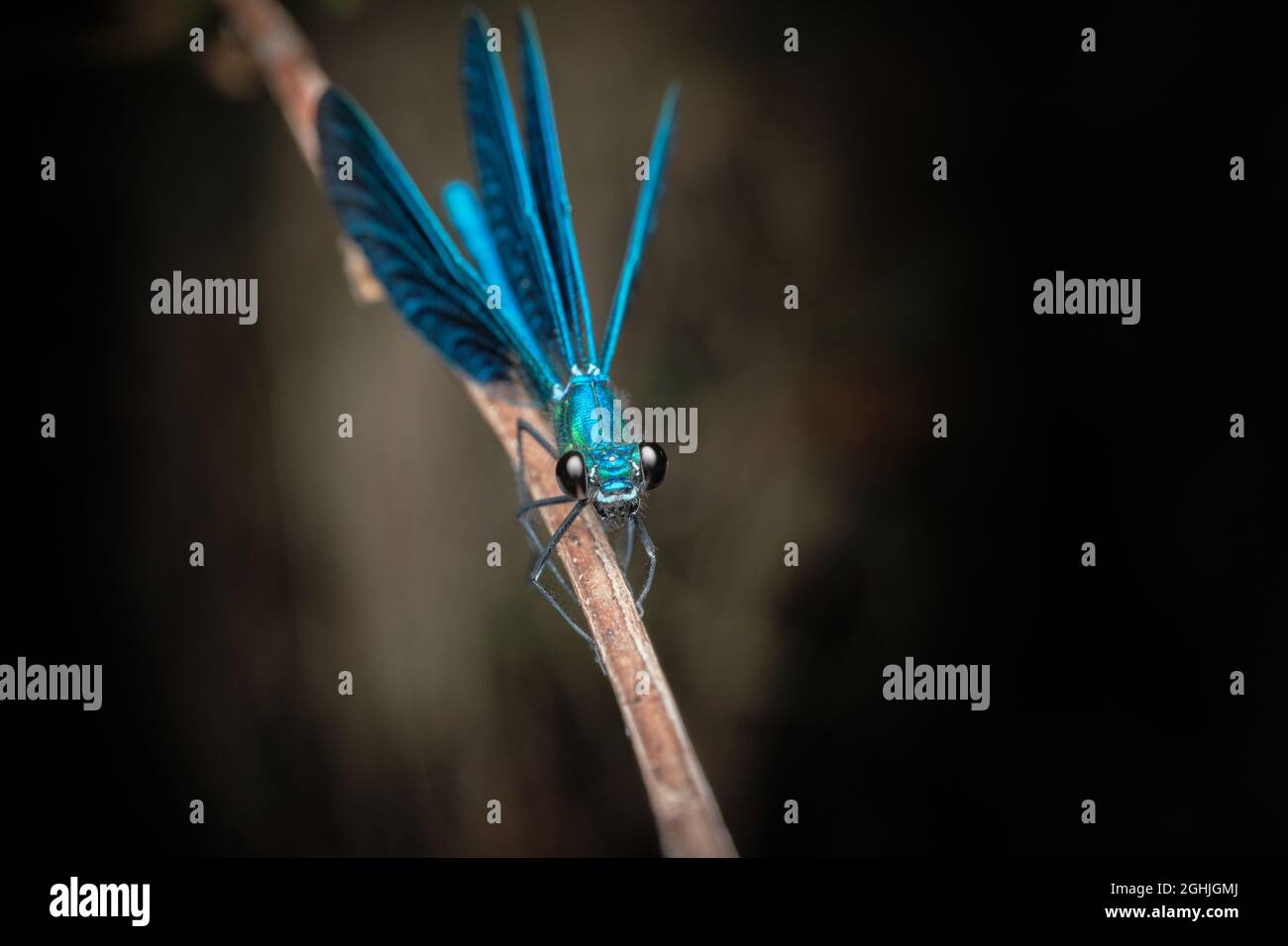 Riverside bugs hi-res stock photography and images - Alamy