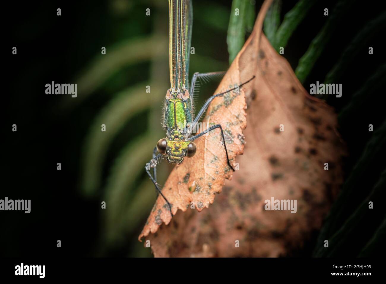 Riverside bugs hi-res stock photography and images - Alamy