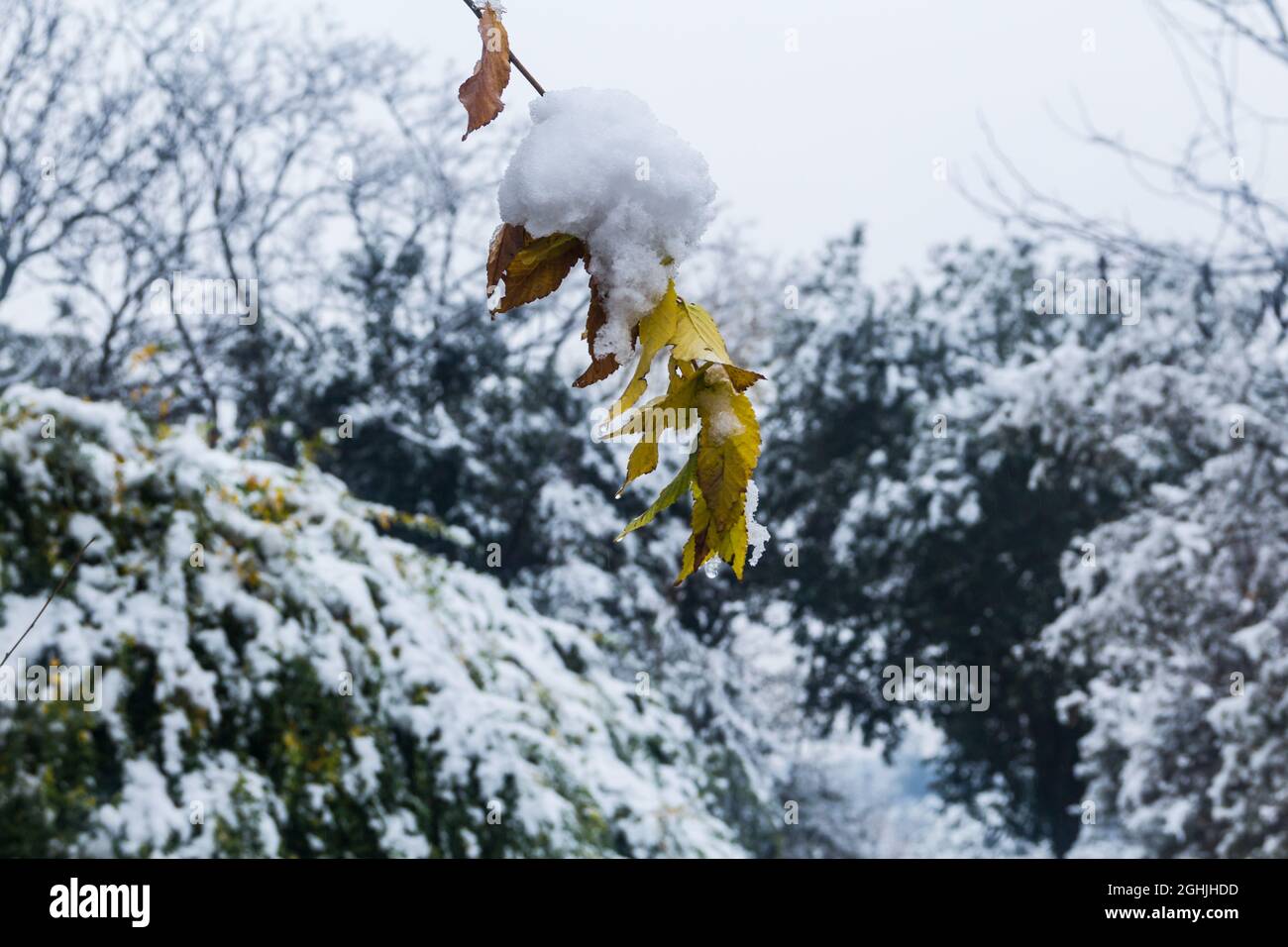 detail of a snowflake on the leaves of the tree Stock Photo - Alamy