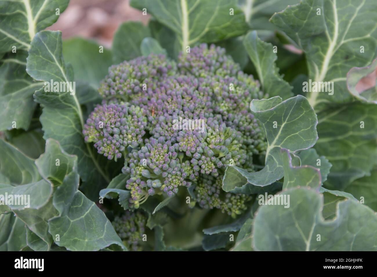 broccoli flower close up in the organic garden Stock Photo - Alamy