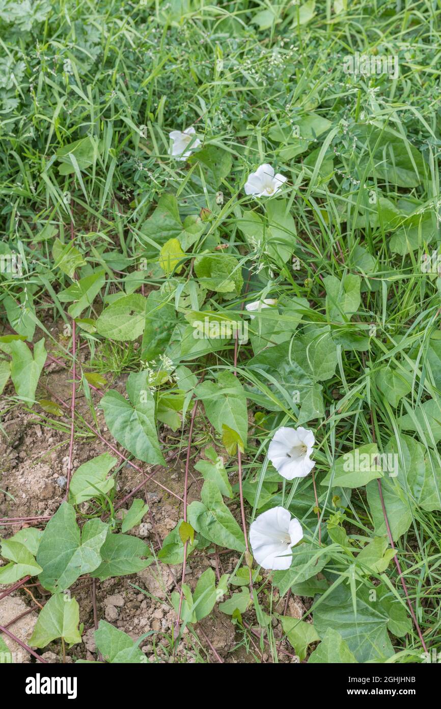 White Weed Flower