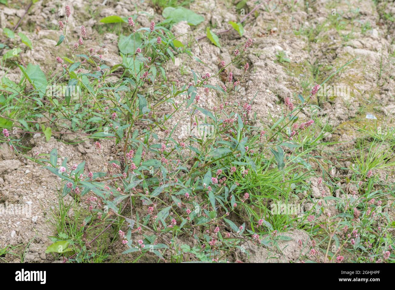 Perzikkruid hi-res stock photography and images - Alamy