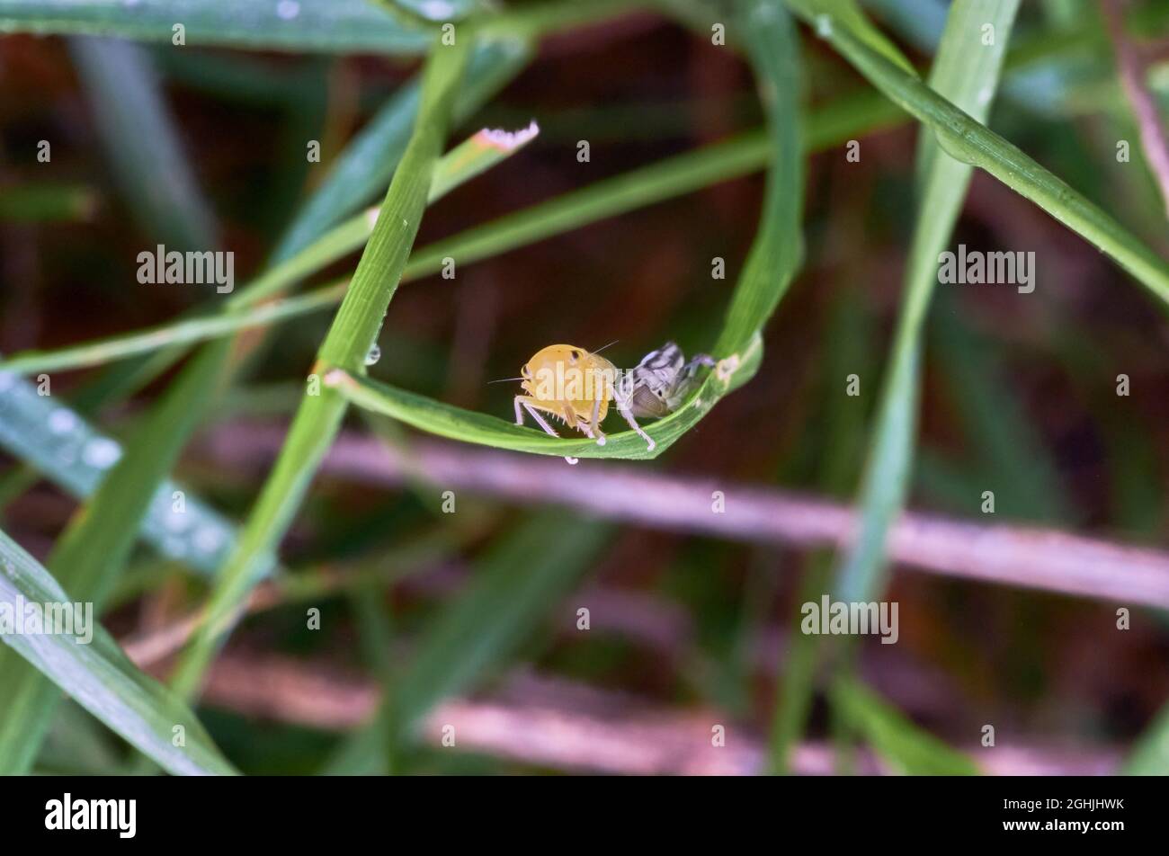 Leafhopper nymph hi-res stock photography and images - Alamy