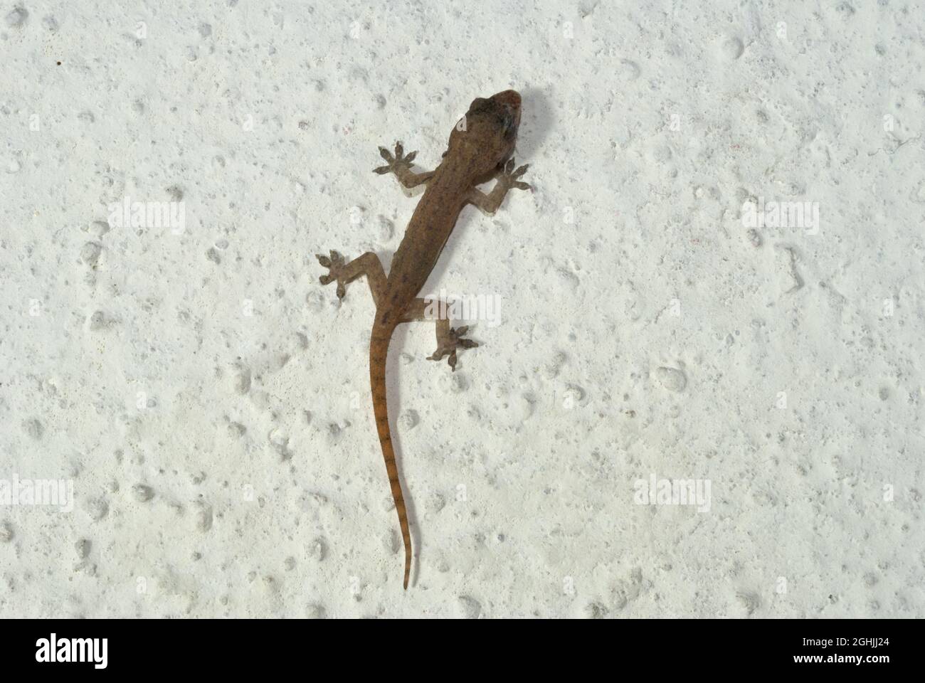 Young Gecko climbing wall in Central America, Guatemala, Gekkonidae ...