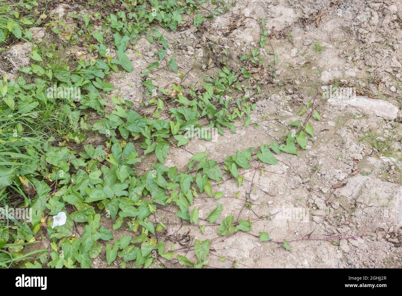 White flowers weeds hi-res stock photography and images - Alamy