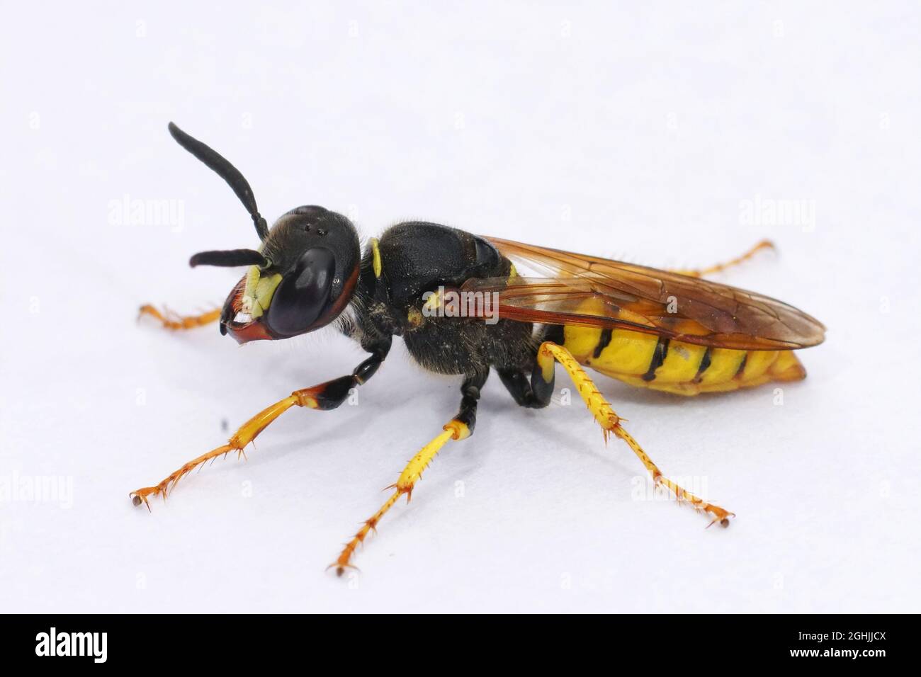 Closeup of a European beewolf, Philanthus triangulum Stock Photo - Alamy