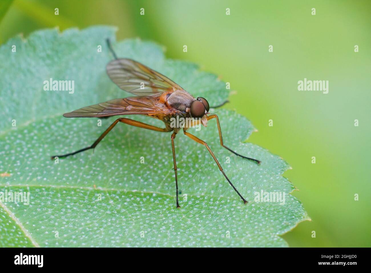 Closeup on a Marsh Snipe Fly, Rhagio tringarius Stock Photo - Alamy