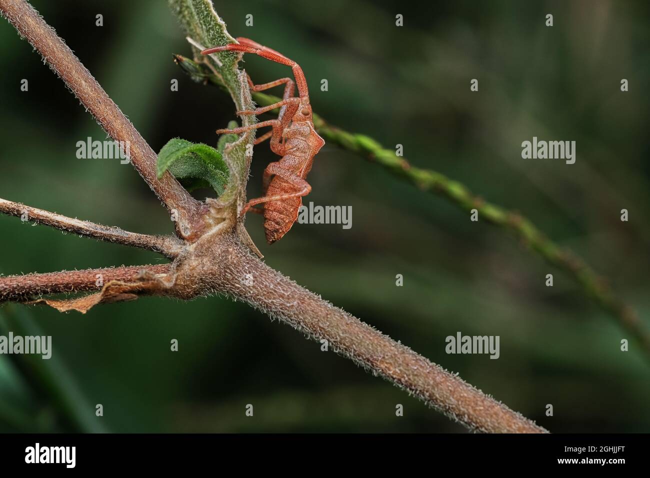 Dock bug nymph(Coreus marginatus Stock Photo - Alamy