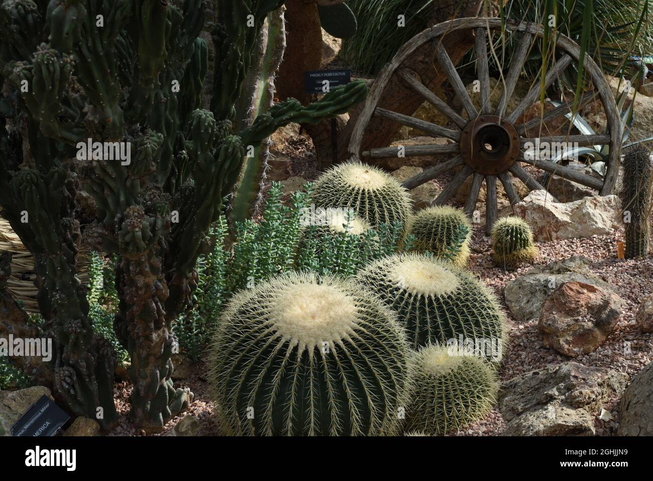 A display of flowers and plants including a golden barrel cactus (front ...