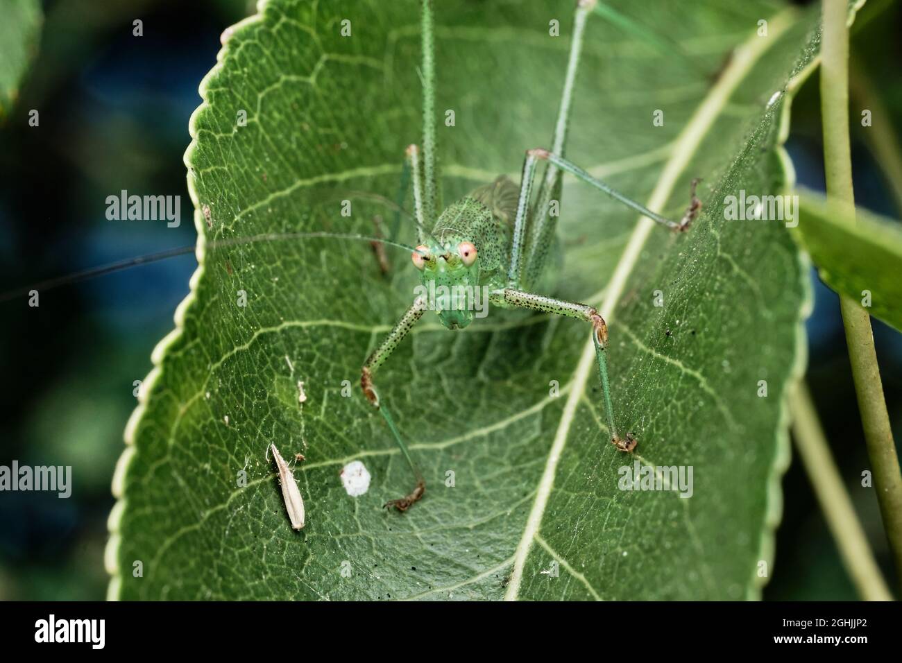 Katydid at their natural habitat hi-res stock photography and images ...