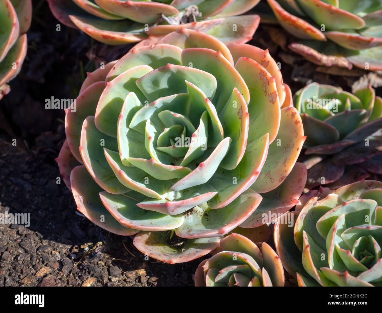 Echeveria secunda (glaucous echeveria) plant in garden Stock Photo - Alamy
