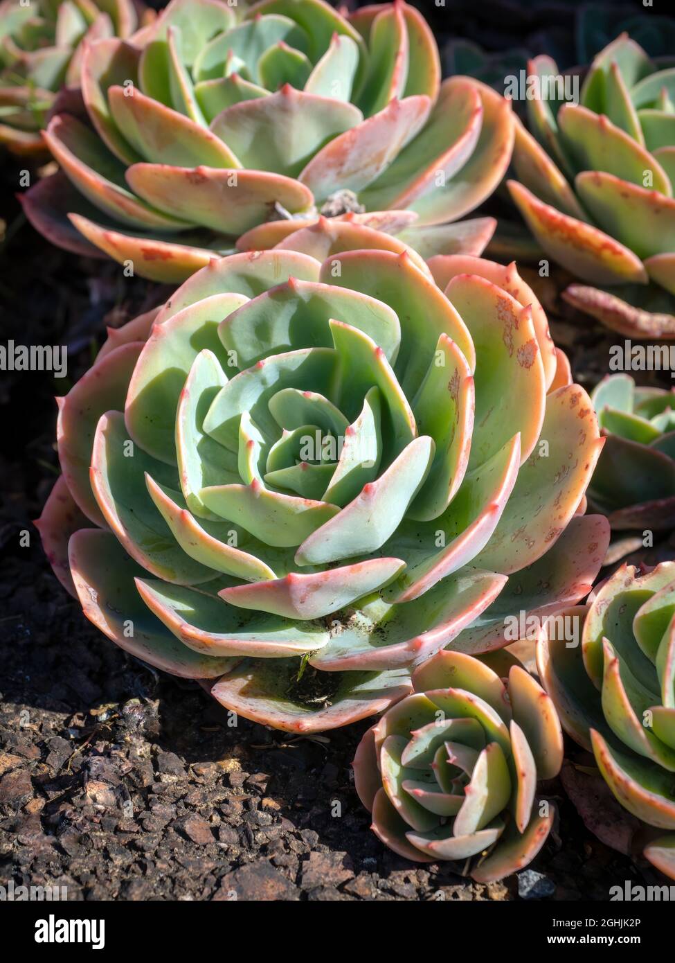 Echeveria secunda (glaucous echeveria) plant in garden Stock Photo - Alamy